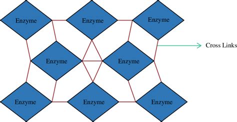 9 Crosslinking Copolymerization Of Enzyme Download Scientific Diagram