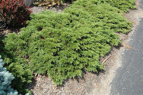 Juniper Sabina Mini Arcade Loweys Produce