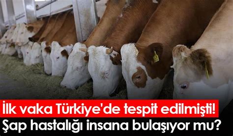 İlk Vaka Türkiyede Tespit Edilmişti Şap Hastalığı Insana Bulaşıyor Mu