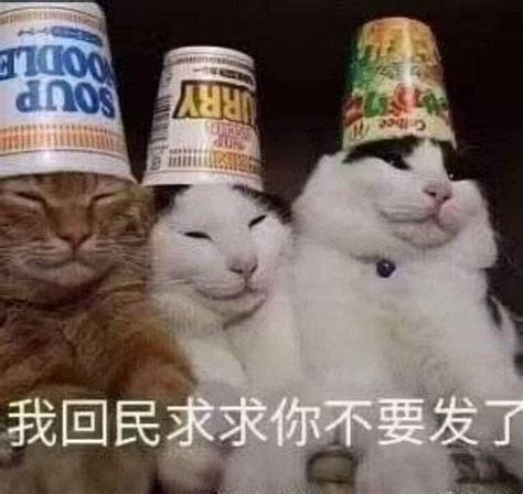 杂谈 每次看到三只猫猫眯眼小方便面桶帽就会很开心 178