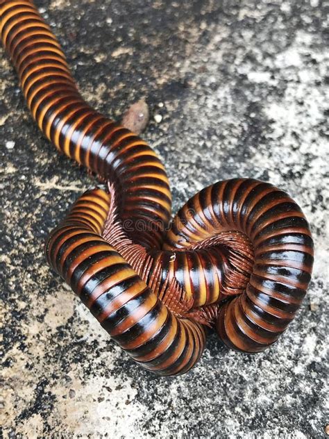 Millipedes Are Mating Stock Image Image Of Body Love