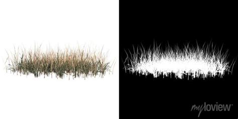 Front View Of Plant Dry Grass Long Lawn 3 Tree Png With Alpha • Wall