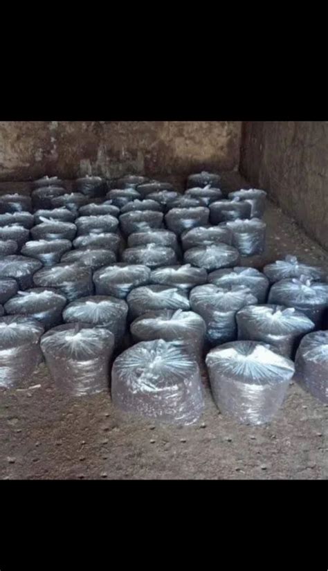 Button Mushroom Compost Bag At ₹ 170pack Compostable Bag In New