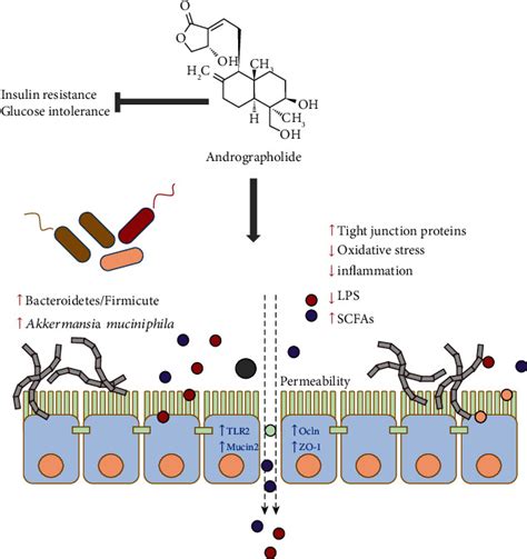 Andrographolide Exerts Antihyperglycemic Effect Through Strengthening