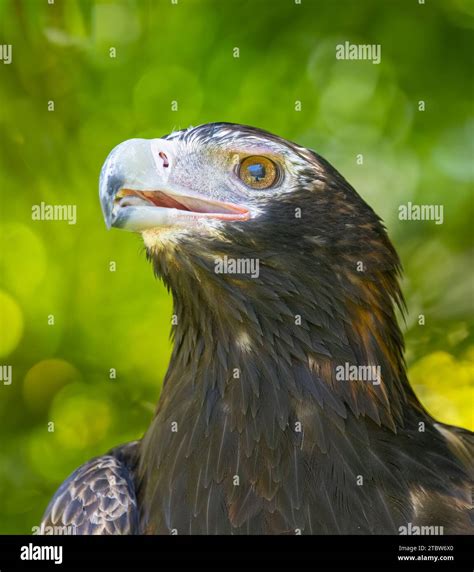 Wedge Tailed Eagle In Natural Captive Habitat Queensland Australia