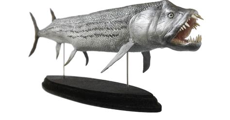 Vitor Silva Paleoartista Xiphactinus