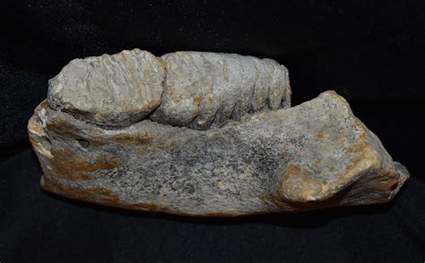 Mammoth Teeth Fossil Pleistocene Era Texas From Brazos River Near