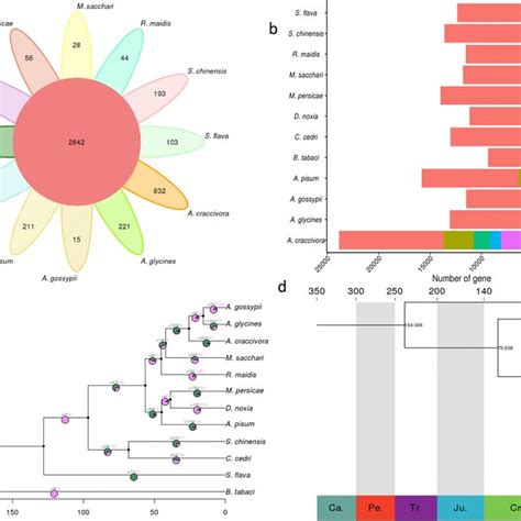Comparative Genomics And Evolutionary Analysis Of Schlechtendalia