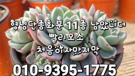 다육화분 다육 분갈이흙 화분 단종화분 11종 처음이자 마지막 010 9395 1775 Youtube