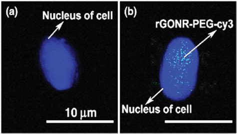 A Nucleus Of The Cells Stained By Dapi Blue B Cell Nucleus