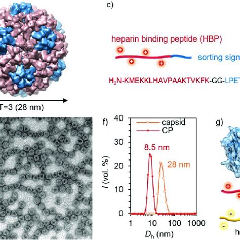 A Structure Of The Major Repeating Unit Of Heparin B Drawing Of Download Scientific