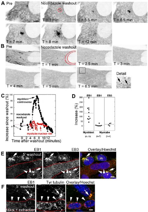 Timelapse Recordings Of Eb1 Or Eb3 Gfp Highlight Differences Between