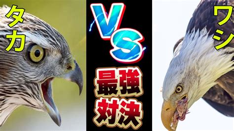 最強対決タカVSワシ鳥類最強対決空の王者と呼ばれる2種の対決とその生態について徹底解説動物雑学 今さら聞けないもっと知り