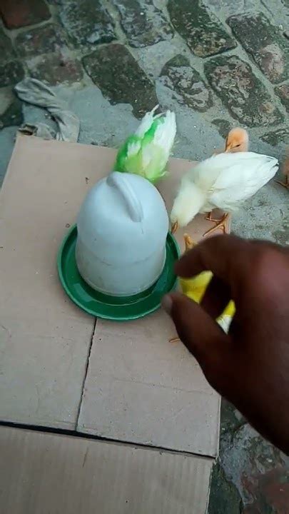 Colourful Chicks Drinking Water Colourful Sex Ek Anokhe Andaaz Mein