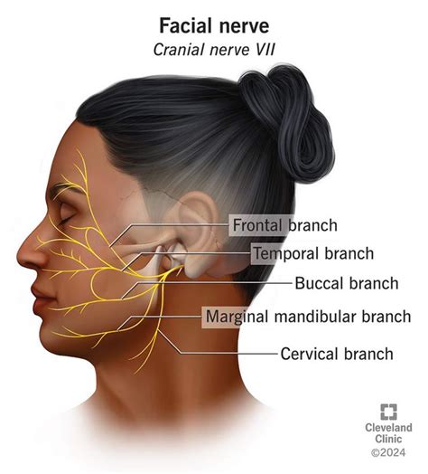 Facial Nerve Cn Vii What It Is Function And Anatomy In 2025 Facial