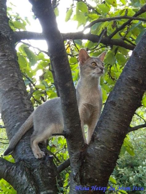 Bleue Comme Aby Cest Lhistoire De La Chatte Qui Regarde La