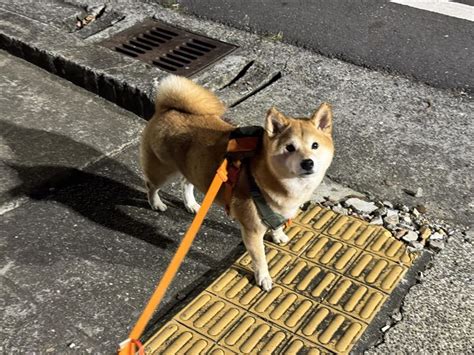 視網膜深夜狂奔追愛犬！嚇爛自嘲是「晚安小雞」 經紀人神補刀 娛樂星聞