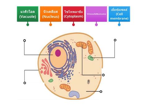 จงระบุส่วนประกอบของเซลล์สัตว์ Labelled Diagram