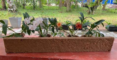 Grow Bags H Ec Coco Peat And Coconut Husk Chips Mix Naked Blocks Daraz Lk