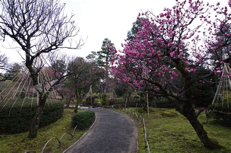 兼六園 梅林 1 by K Nori ID9443998 写真共有サイト PHOTOHITO
