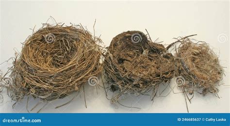 NESTS OF SMALL CRABS Royalty Free Stock Photography CartoonDealer
