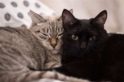 Owners Video Capturing Why Two Cats Are Better Than One Goes Viral