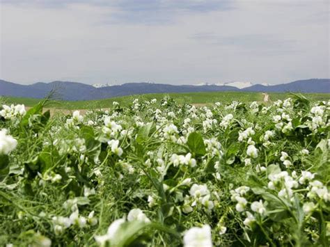 Wildlife Food Plot Seed Alfalfa Brassica Blue Lupine And More Tagged