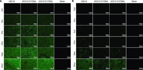 Dynamic Distribution Of Viruses During Infection At Different Mois Download Scientific Diagram