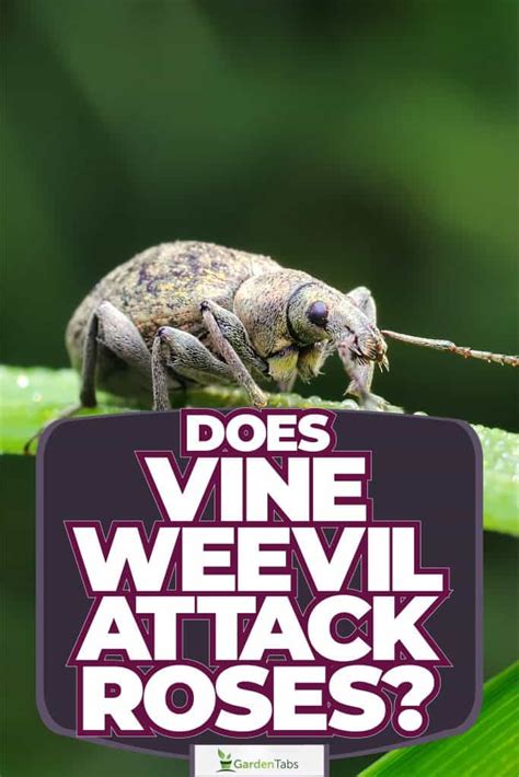 Does Vine Weevil Attack Roses