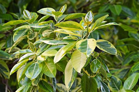 Complete Guide And Comprehensive Care Instructions For Ficus Macrophylla The Landscaping Giant