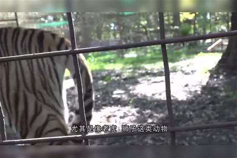 一块肉挂在悬崖边，看老虎的智商，是如何拿到肉的！