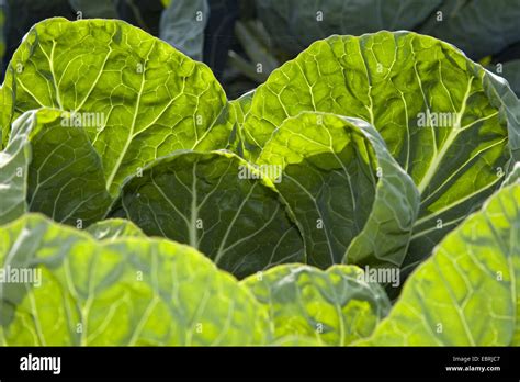 Brussel Sprouts Brassica Oleraceae Var Gemmifera Cabbage Head On A