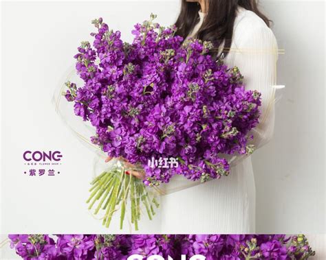 紫罗兰花语的含义解读紫色紫罗兰的意义与象征 花植网