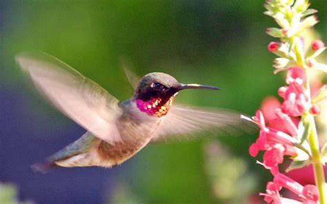 Animated Hummingbird Wallpaper Wallpapersafari