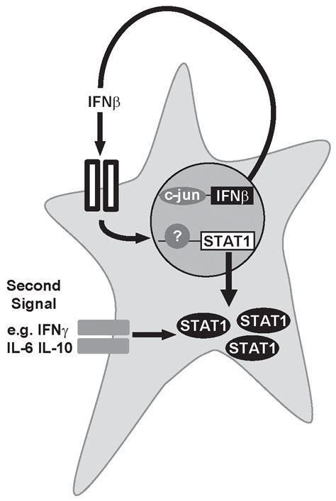Stat1 Levels Are Regulated By Autocrine Paracrine Stimulation By Type I