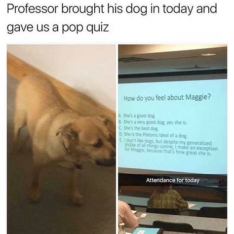 Professor Brought His Dog In Today And Gave Us A Pop Quiz Funny