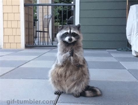 Raccoon  Raccoon  Find And Share On Giphy Raccoon Funny