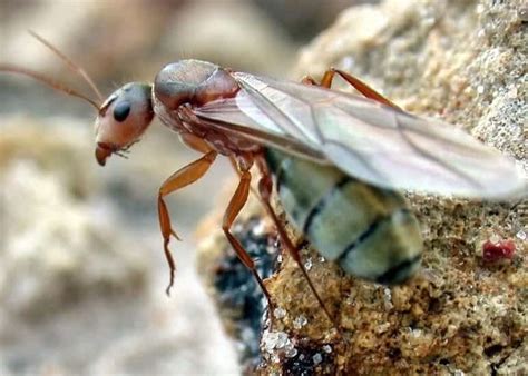 Pharaoh Ant Queen Wings