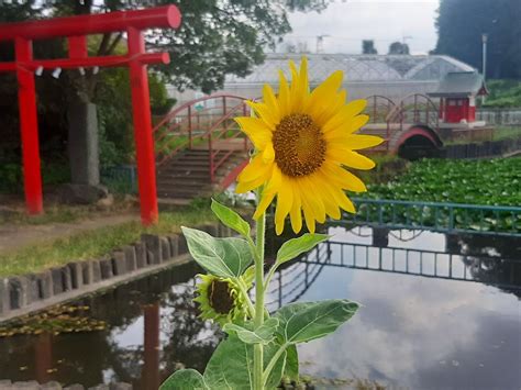 ひまわり投稿テーマ植物の写真 散歩写真