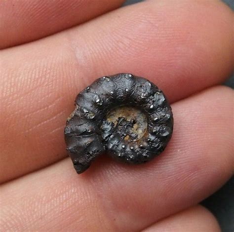 Ammonite Fossils Fossil