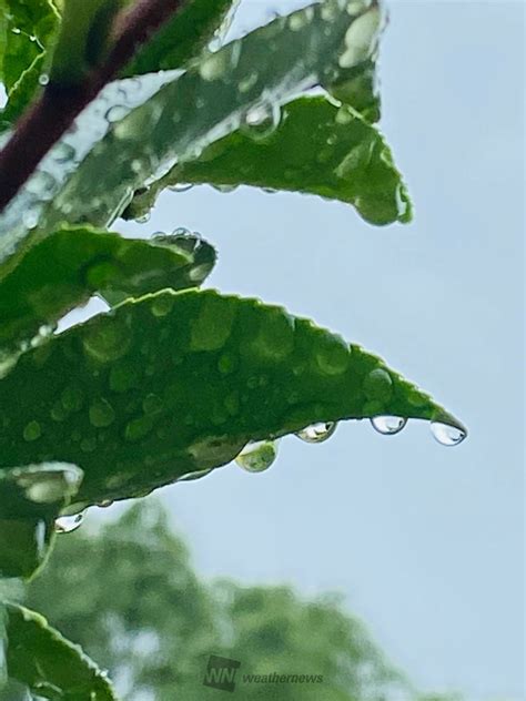 激しいゲリラ雷雨も止みつかの間の穏やか 山口県宇部市 曇りキツネ よっしー ウェザーニュース