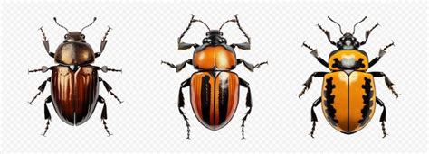 Premium Vector Beetle Insect Vector Set Isolated On White