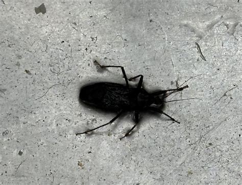 Please Help Identify Bugguide Net