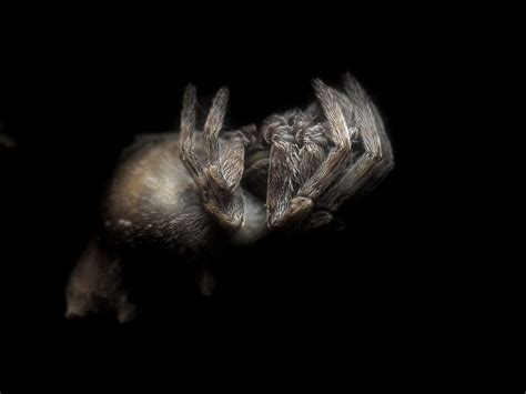 Cyclosa Octotuberculata GANREF
