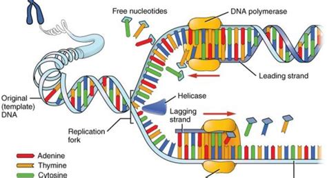 What Is The Difference Between Replication And Duplication Of Dna