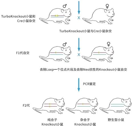 南大教授卖小鼠年赚近4亿基因敲除小鼠一只竟值11723元 腾讯新闻