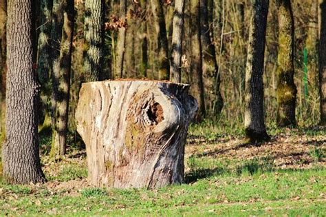 Premium Photo Tree Stump In Forest