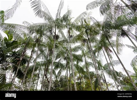 Acai Palm Tree With Coconuts On Small Village In The Amazon Rainforest