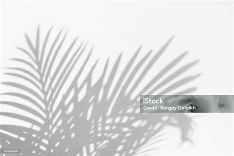 Flat Lay Background With Tropical Leaf Shadow Shadow Effects With