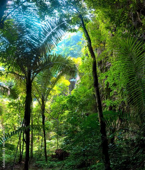 Tropical Climate